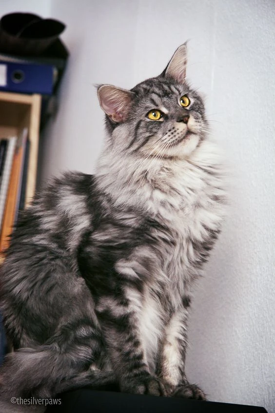 Hawkwing | Warriors: Power of the Clans Wiki | Fandom