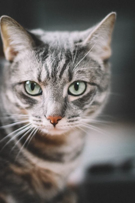 Fernstripe | Warriors: Power of the Clans Wiki | Fandom