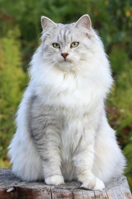 Snowstar | Warriors: Power of the Clans Wiki | Fandom