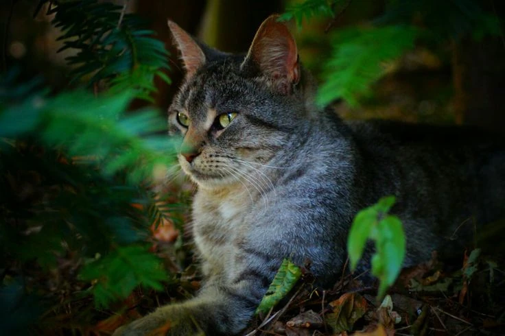 Reedtail | Warriors: Power of the Clans Wiki | Fandom