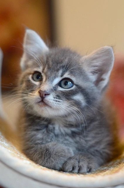 Rubblekit | Warriors: Power of the Clans Wiki | Fandom