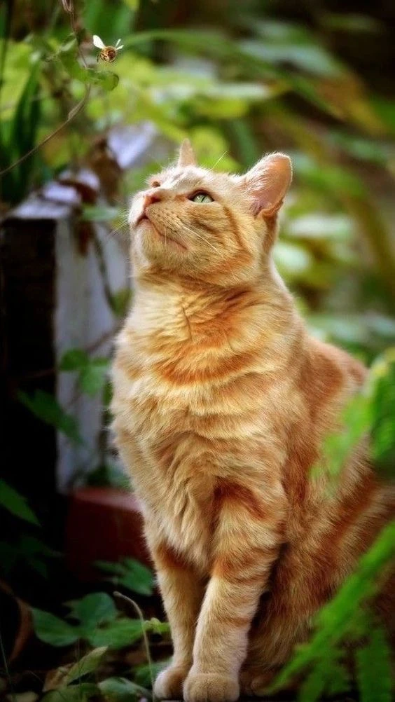 Snaptooth | Warriors: Power of the Clans Wiki | Fandom