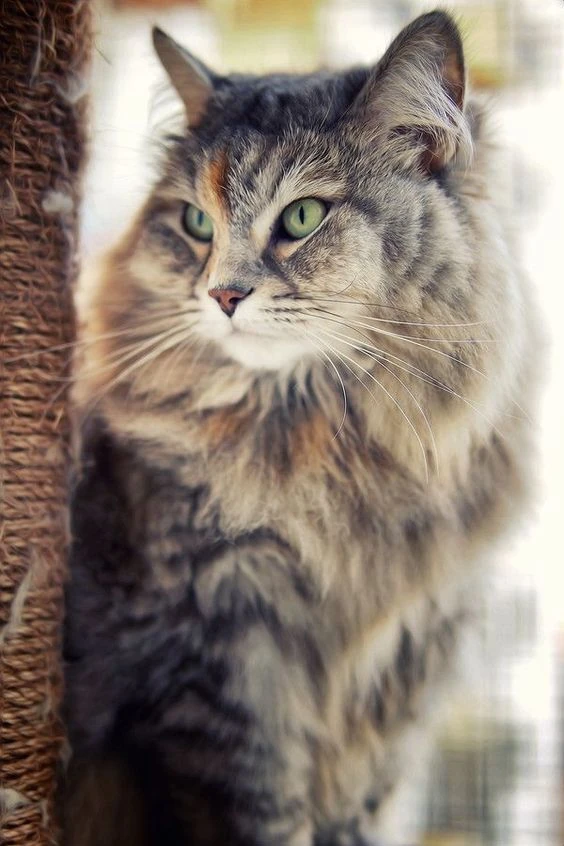 Robinflight | Warriors: Power of the Clans Wiki | Fandom