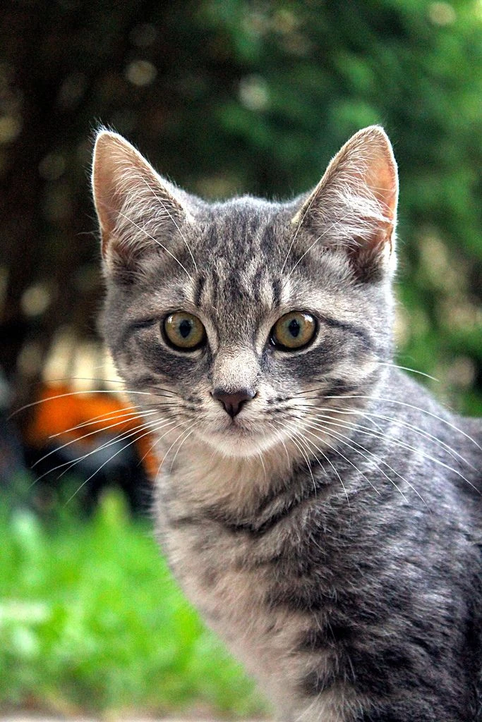 Pouncepaw | Warriors: Power of the Clans Wiki | Fandom