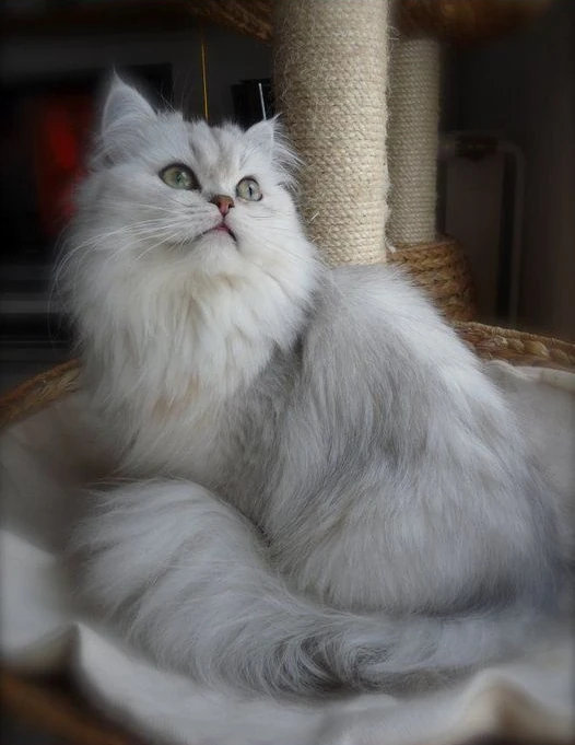 Echomist | Warriors: Power of the Clans Wiki | Fandom