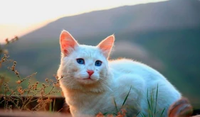 Frostfur | Warriors: Power of the Clans Wiki | Fandom