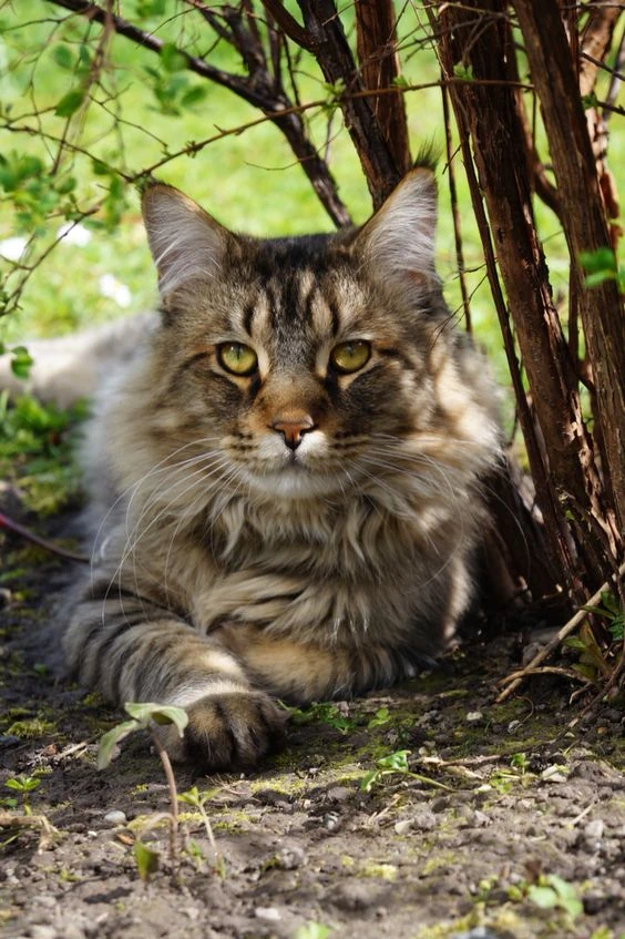 Dustpelt | Warriors: Power of the Clans Wiki | Fandom