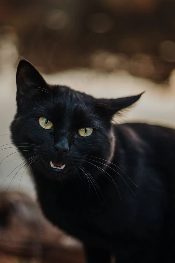 Breezepelt | Warriors: Power of the Clans Wiki | Fandom