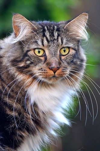 Snaketail | Warriors: Power of the Clans Wiki | Fandom