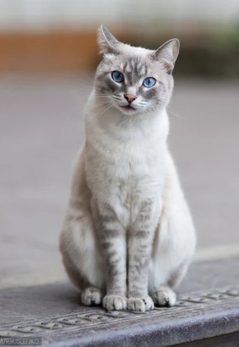 Gorsetail | Warriors: Power of the Clans Wiki | Fandom