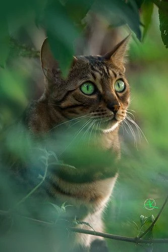 Runningwind | Warriors: Power of the Clans Wiki | Fandom