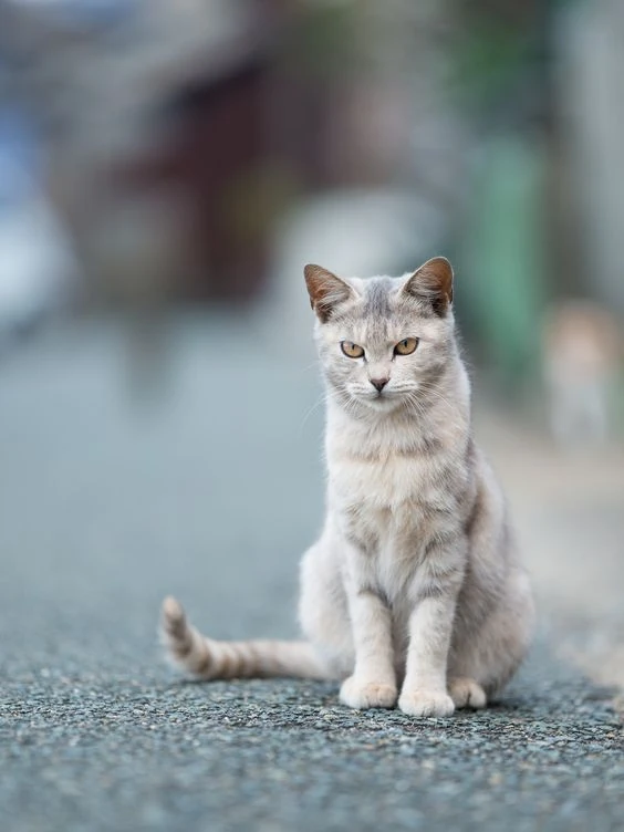 Dawnpelt | Warriors: Power of the Clans Wiki | Fandom