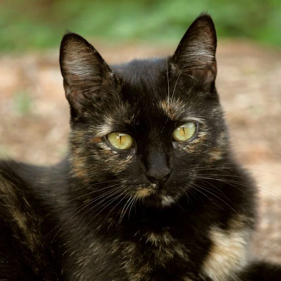 Olivenose | Warriors: Power of the Clans Wiki | Fandom