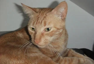 Fawnstar | Warriors: Prophecy of the Night and Beyond Wiki | Fandom