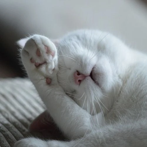 Meadowkit | Warriors: Rising Stars Wiki | Fandom