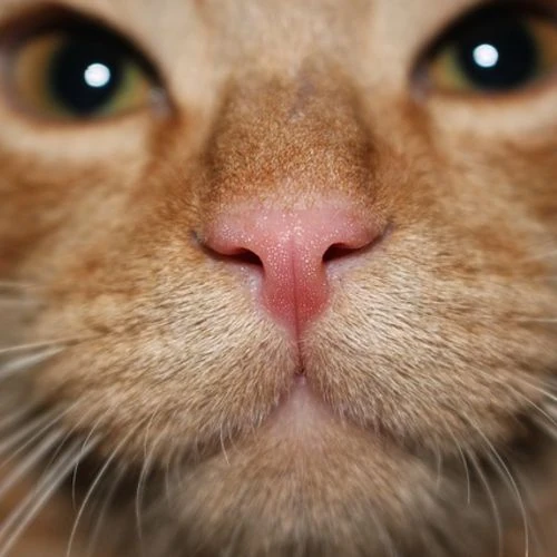 Cinderpaw | Warriors: Rising Stars Wiki | Fandom