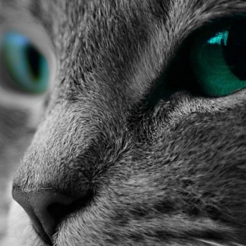 Icetooth | Warriors: Rising Stars Wiki | Fandom