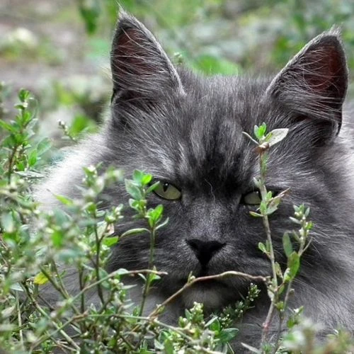 Sparkpaw | Warriors: Rising Stars Wiki | Fandom