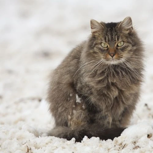 Horsepaw (WC) | Warriors: Rising Stars Wiki | Fandom