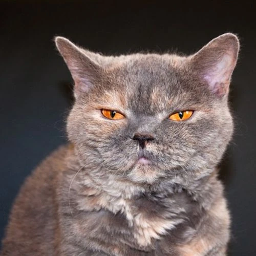 Mousepaw | Warriors: Rising Stars Wiki | Fandom