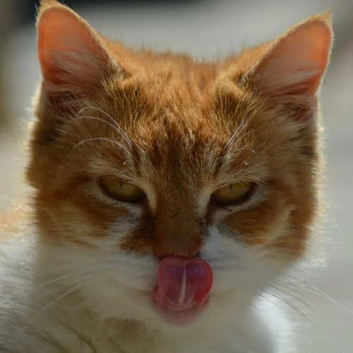 Fallowbird | Warriors: Rising Stars Wiki | Fandom