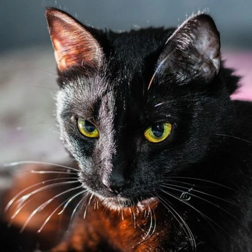 Tawnypaw | Warriors: Rising Stars Wiki | Fandom