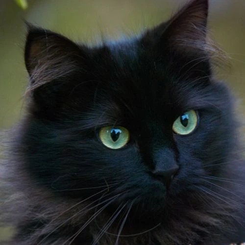 Rustyshade | Warriors: Rising Stars Wiki | Fandom