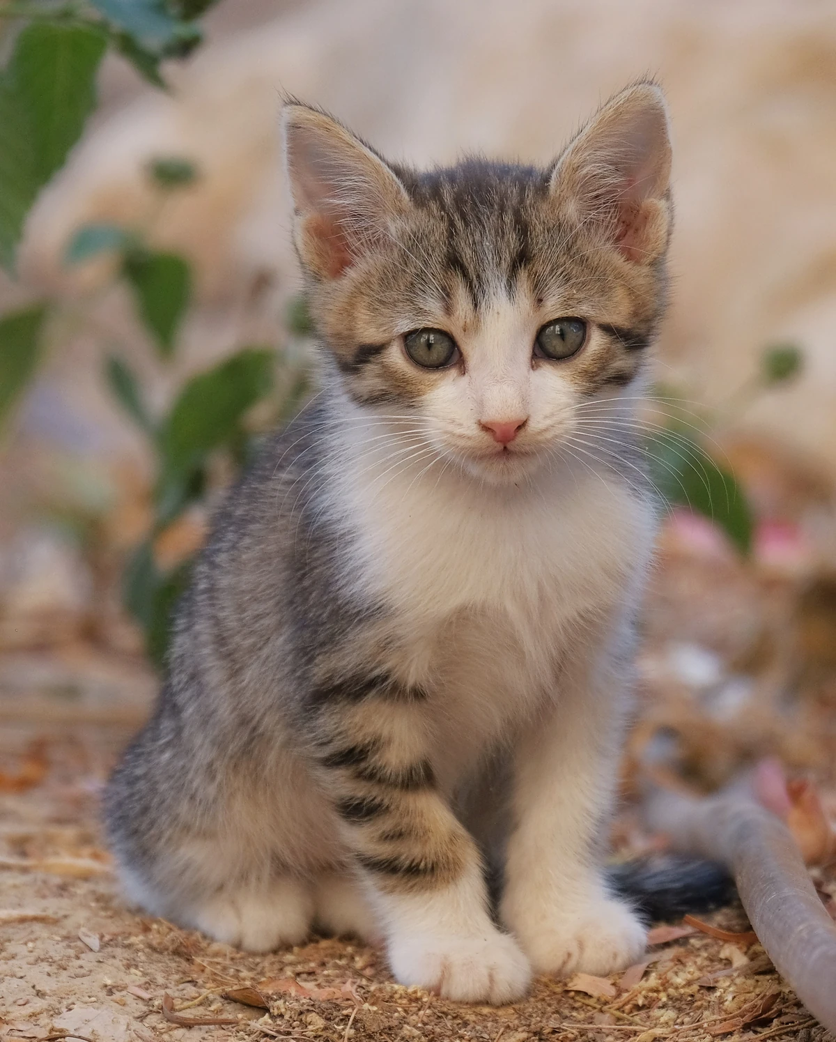 Finchpaw | Warriors: River Rising Wiki | Fandom