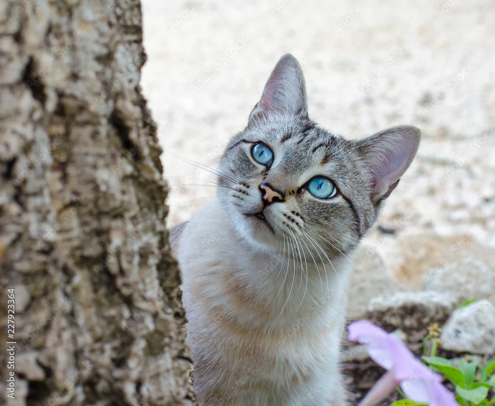 Rowanfrost | Warriors: River Rising Wiki | Fandom