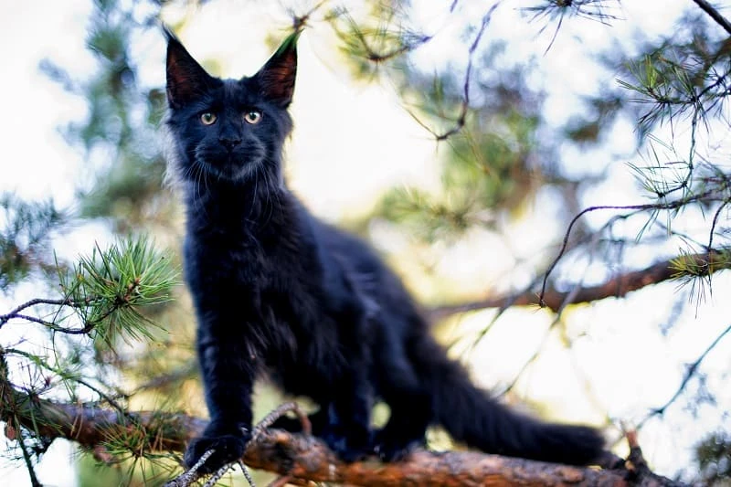 Aspentuft | Warriors: River Rising Wiki | Fandom