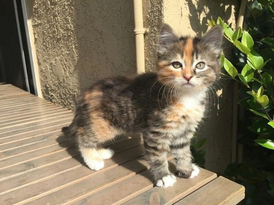 Cherrykit | Warriors: River Rising Wiki | Fandom