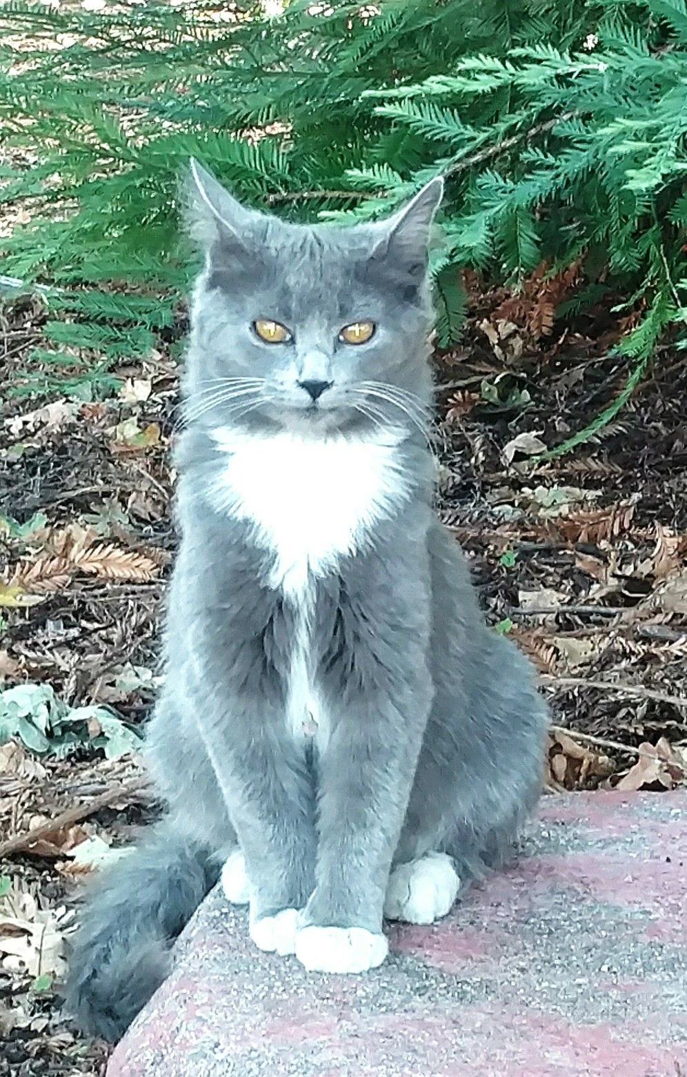 Whitefoot | Warriors: River Rising Wiki | Fandom