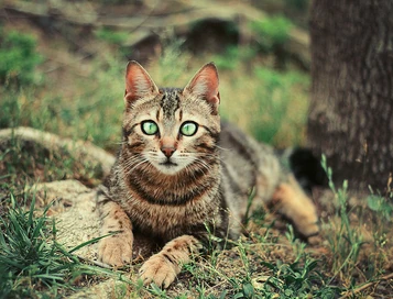 Fernstar | Warriors Roleplay Wiki | Fandom