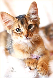 Amberpaw | Warriors Roleplay Wiki | Fandom