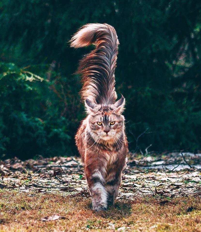 Wolfpaw | Warriors Roleplay Wiki | Fandom