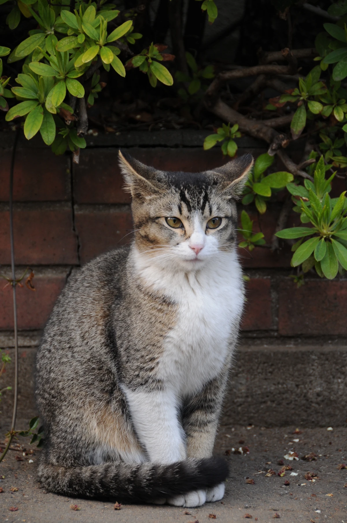 Harepaw | Warriors Roleplay Wiki | Fandom
