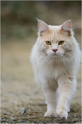 Silentpaw | Warriors Roleplay Wiki | Fandom