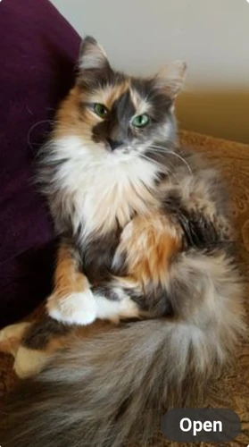 Willowkit | Warriors Roleplay Wiki | Fandom