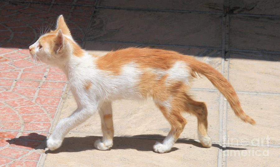 Lilypaw | Warriors Roleplay Wiki | Fandom