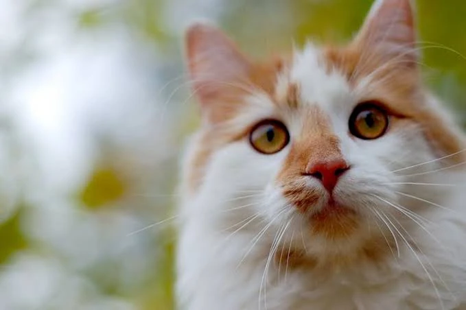 Brightkit | Warriors Roleplay Wiki | Fandom