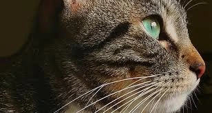 Cedarstar | Warriors Roleplay Wiki | Fandom