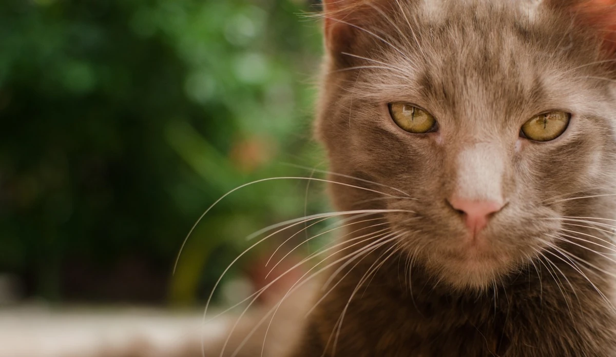 Rockfall | Warriors Roleplay Wiki | Fandom