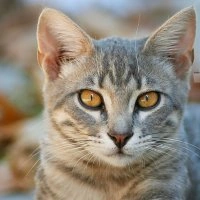 Jaywing | Warriors: Shattered Wikia | Fandom