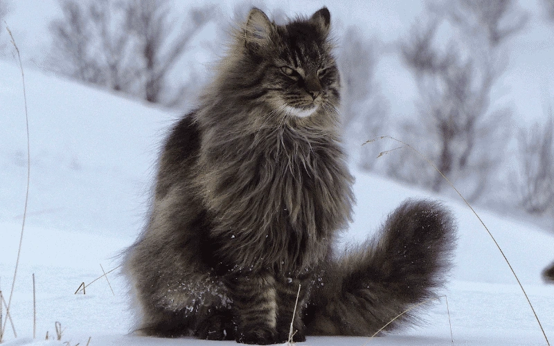 Rook | Warriors: Shattered Wikia | Fandom