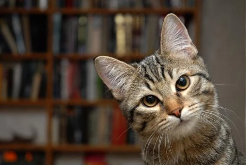 Conall | Warriors: Shattered Wikia | Fandom