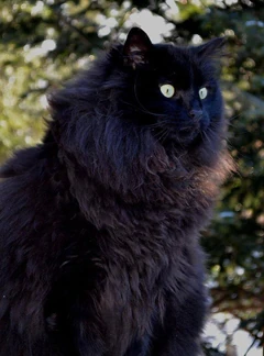 Hog | Warriors: Shattered Wikia | Fandom