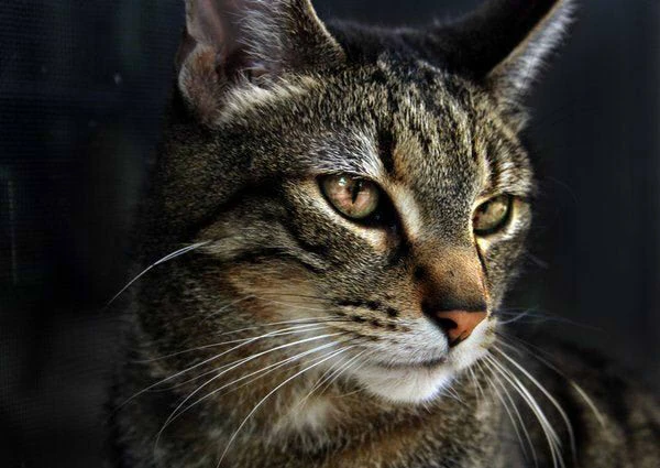 Cane | Warriors: Shattered Wikia | Fandom