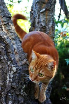 Foxleap | Warriors - The Anger of Sisters Wiki | Fandom