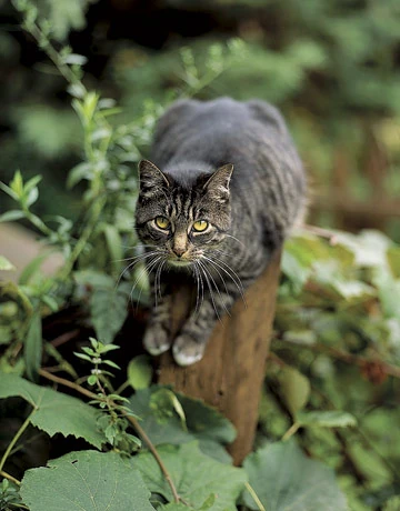 Webfoot | Warriors - The Anger of Sisters Wiki | Fandom