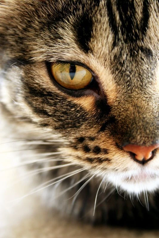 Bramblestar | Warriors - The Anger of Sisters Wiki | Fandom